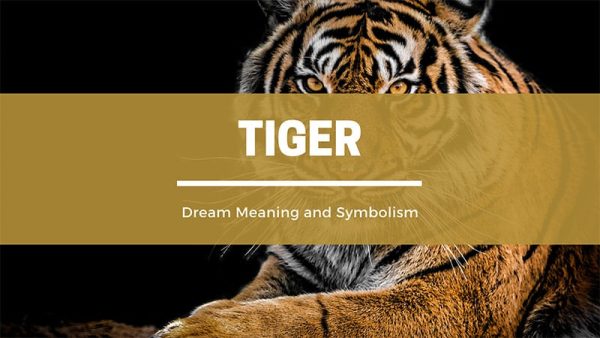 Symbols Of Lying And Their Meanings - Cosmic Guidance Shop